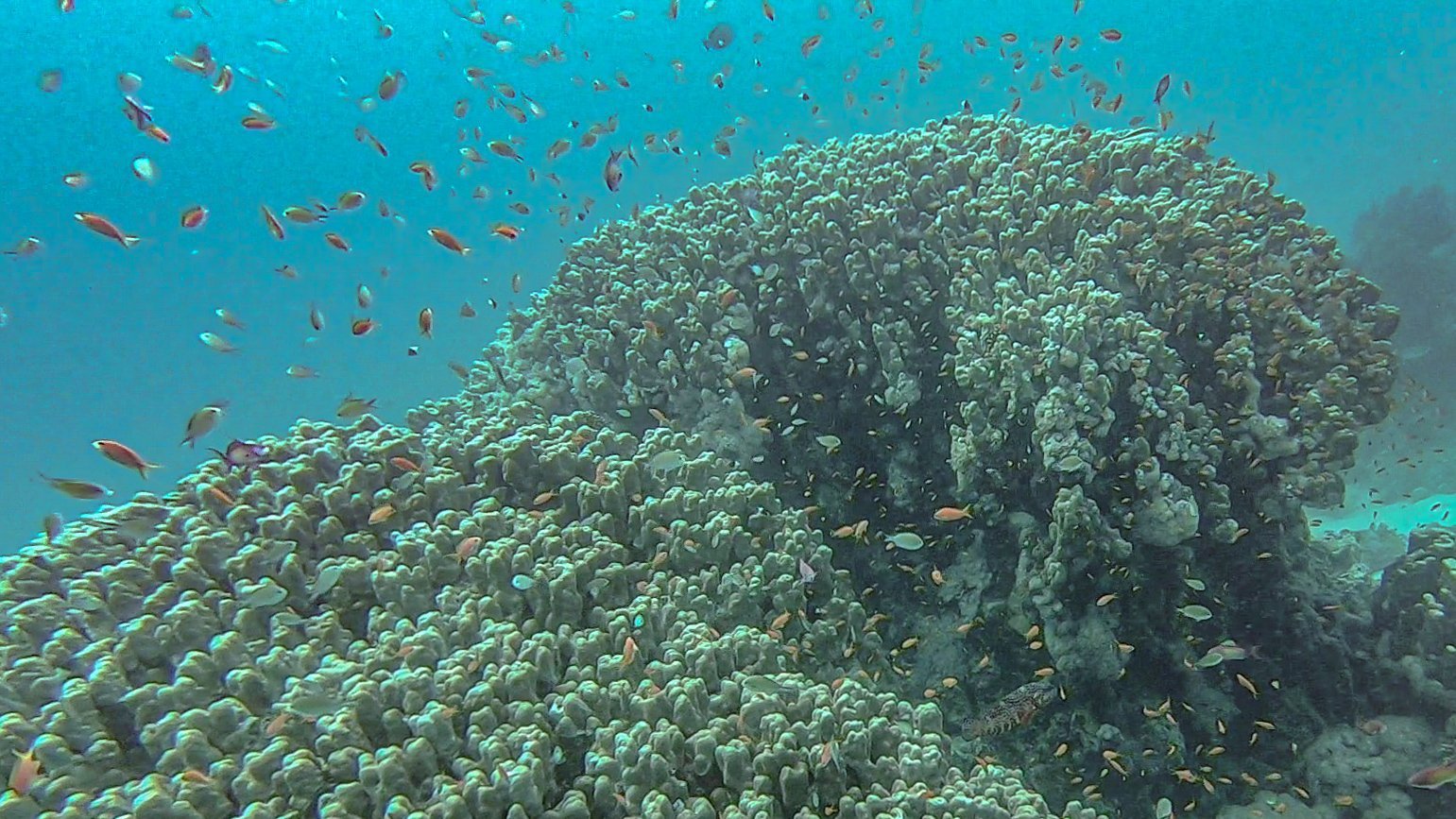 Where to dive in Egypt » Tibi lost in nature