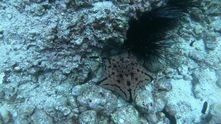 Diving in the beauty of Oman » Tibi lost in nature
